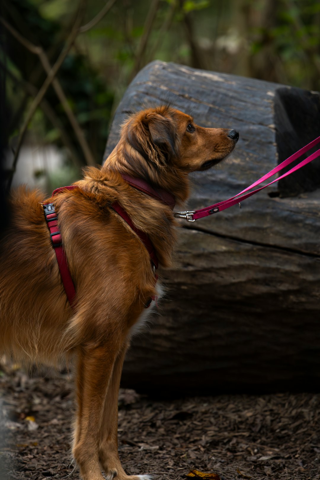 From Pulling to Perfect: A Beginner's Guide to Loose Leash Walking ...